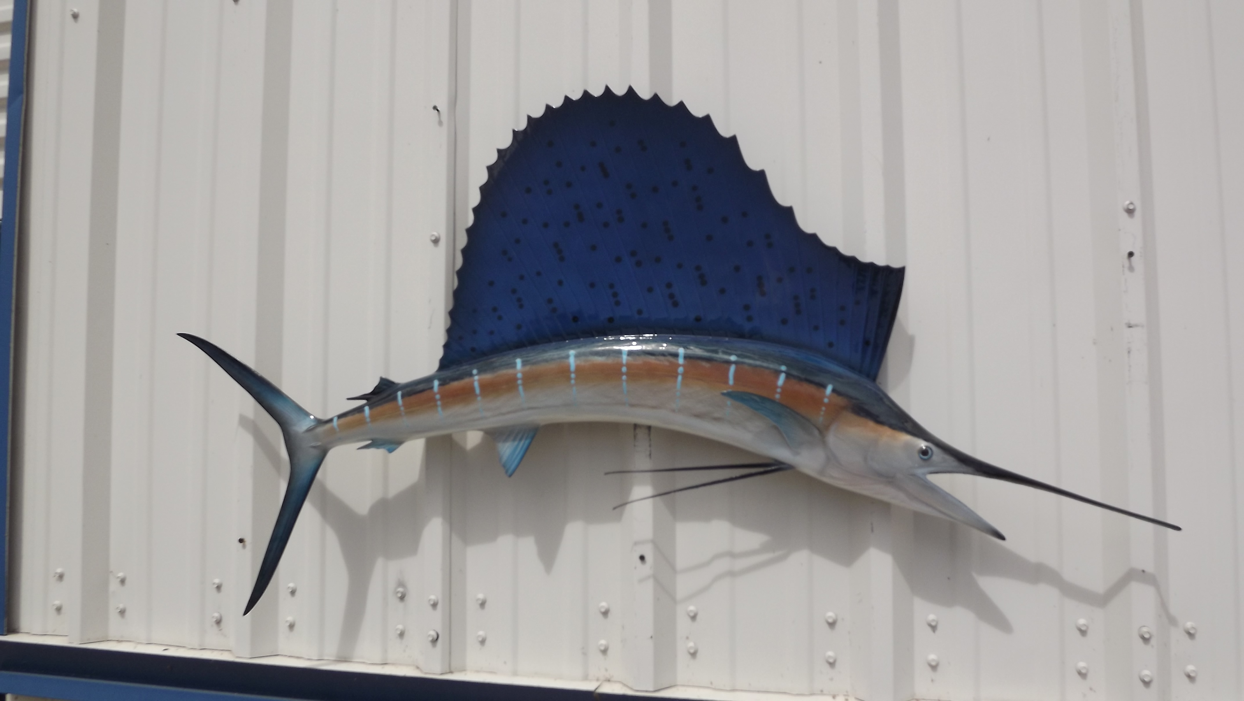 52 Inch Sailfish Fish Mount Replica Reproduction For Sale