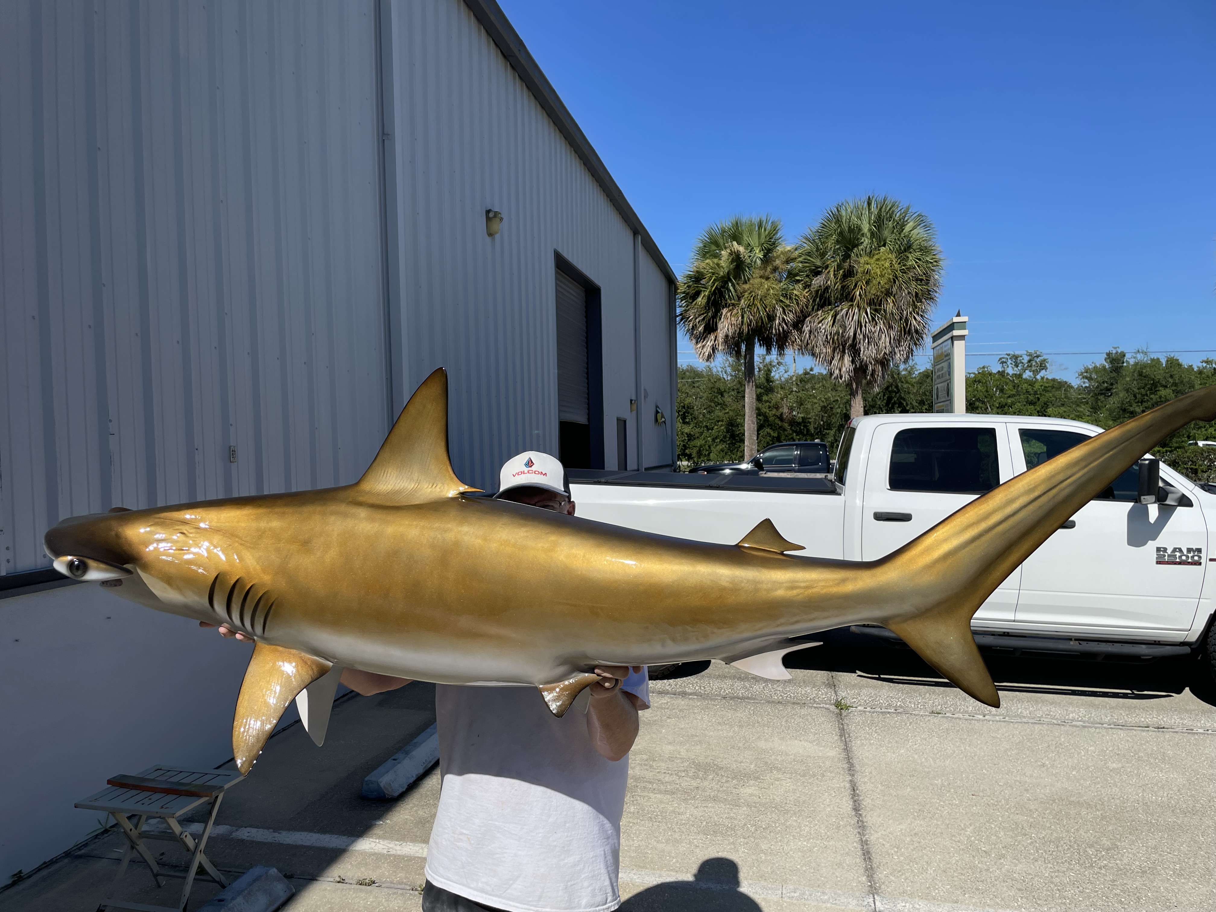 In Stock 82 Inch Hammerhead Shark Mount by Mount This Fish Company In ...