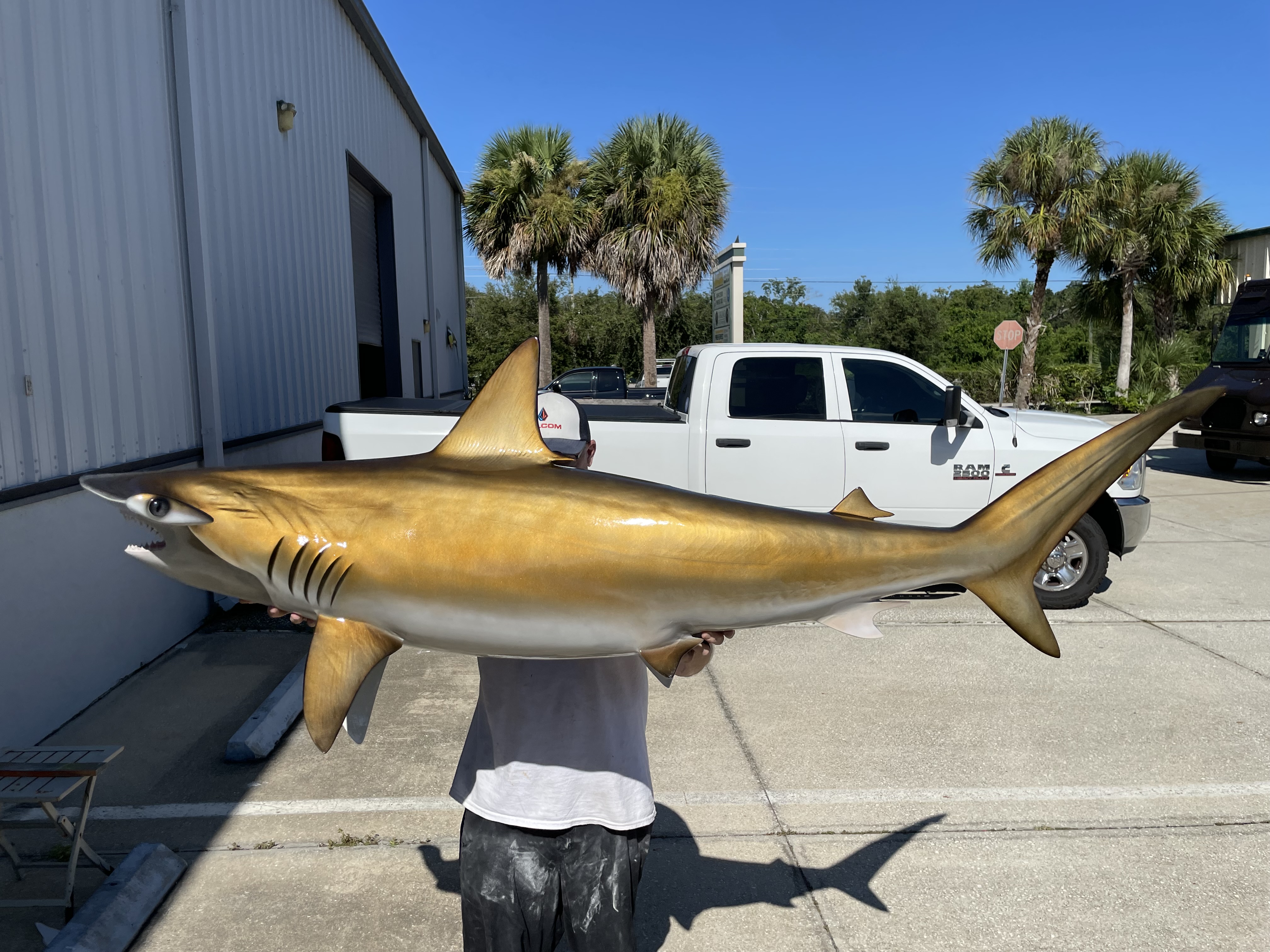 In Stock 82 Inch Hammerhead Shark Mount by Mount This Fish Company In ...