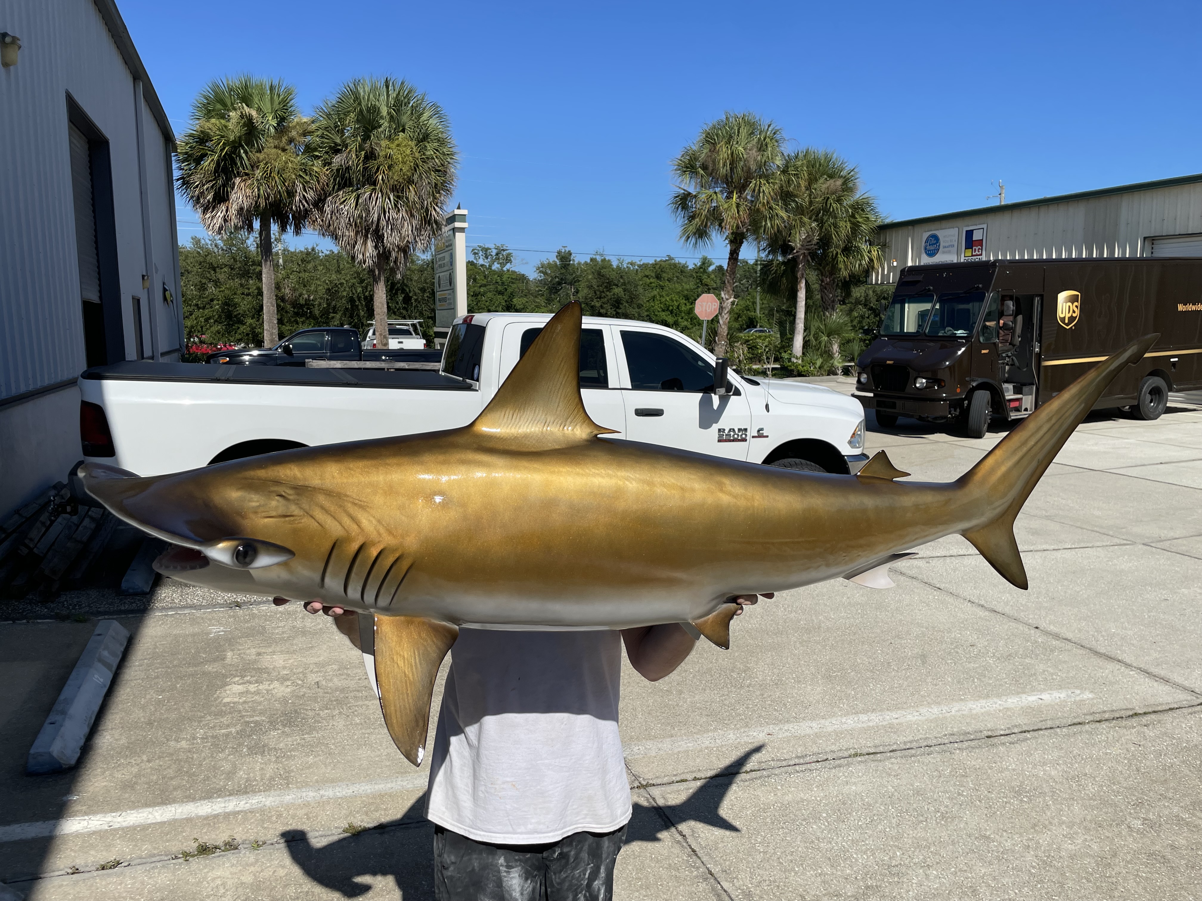 In Stock 82 Inch Hammerhead Shark Mount by Mount This Fish Company In ...