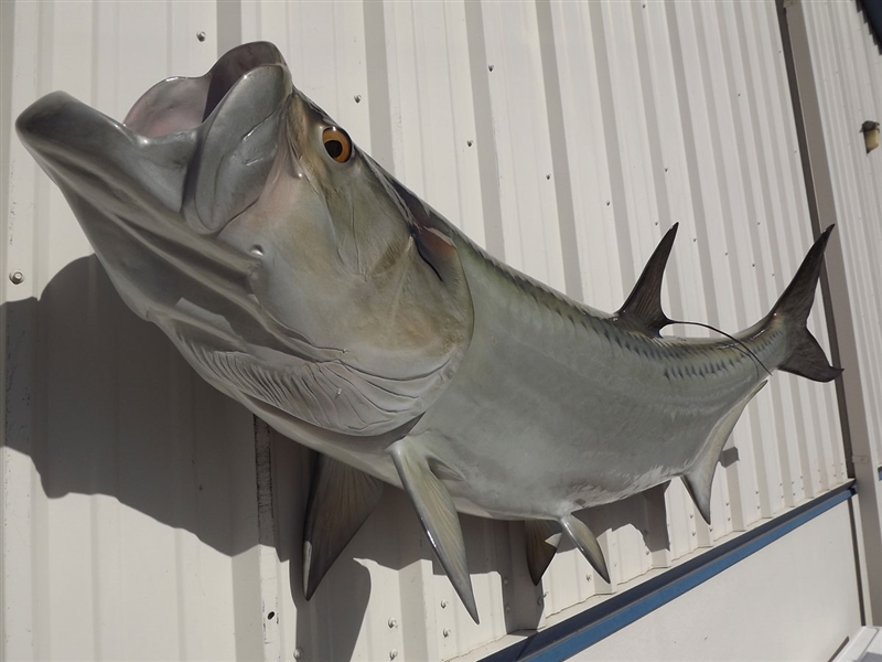 80 Inch Tarpon Fish Mount Replica Reproduction For Sale