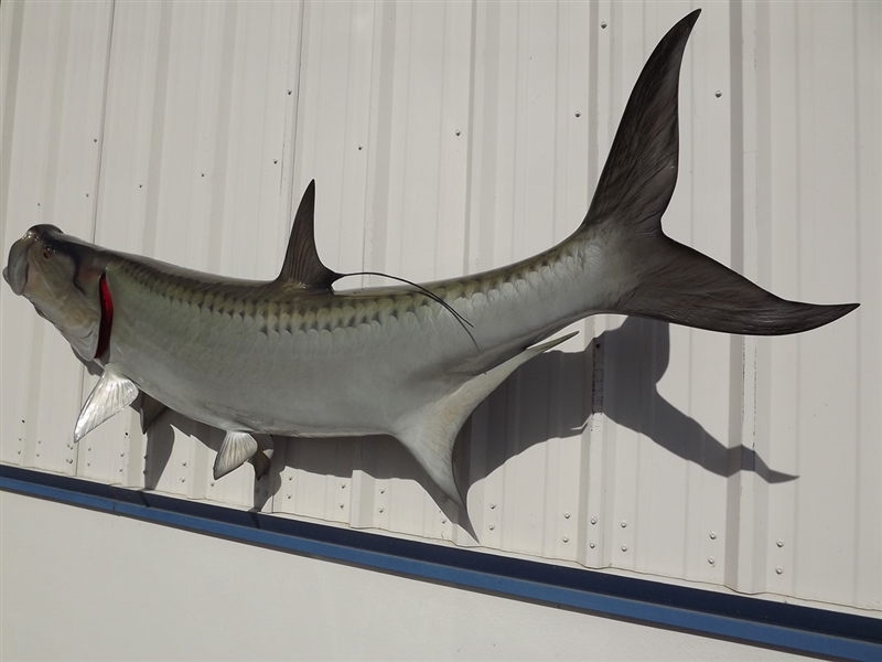 80 Inch Tarpon Fish Mount Replica Reproduction For Sale