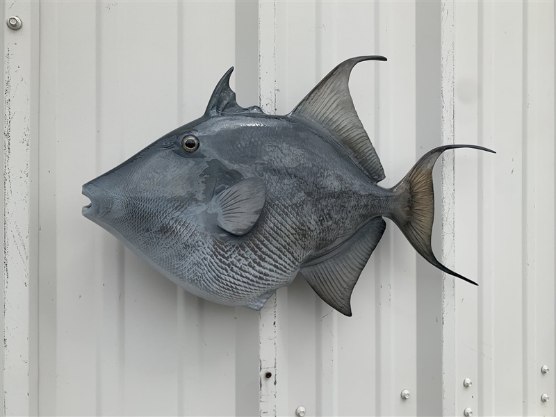 24 Inch Grey Triggerfish Fish Mount Replica Reproduction For Sale