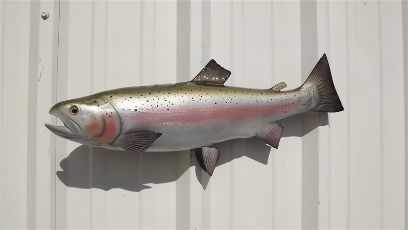 23 Inch Rainbow Trout Mount 23 Inch Rainbow Trout Full Mount 23 Inch ...