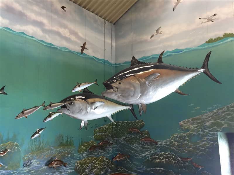110 Inch & 116 Inch Bluefin Tuna 3D Suspension Fish Mount Replica Combo