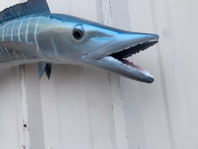 36 Inch Wahoo Fish Mount Replica Reproduction For Sale