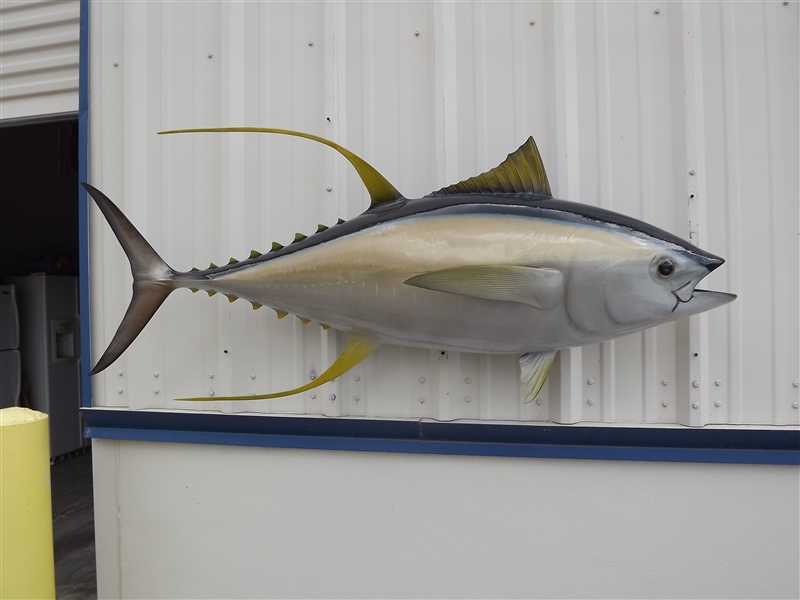 62 inch yellowfin tuna fish mount 62 inch yellowfin tuna fish replica
