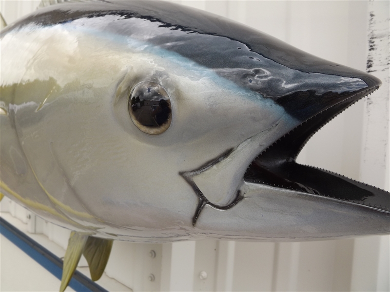 62 inch yellowfin tuna fish mount 62 inch yellowfin tuna fish replica
