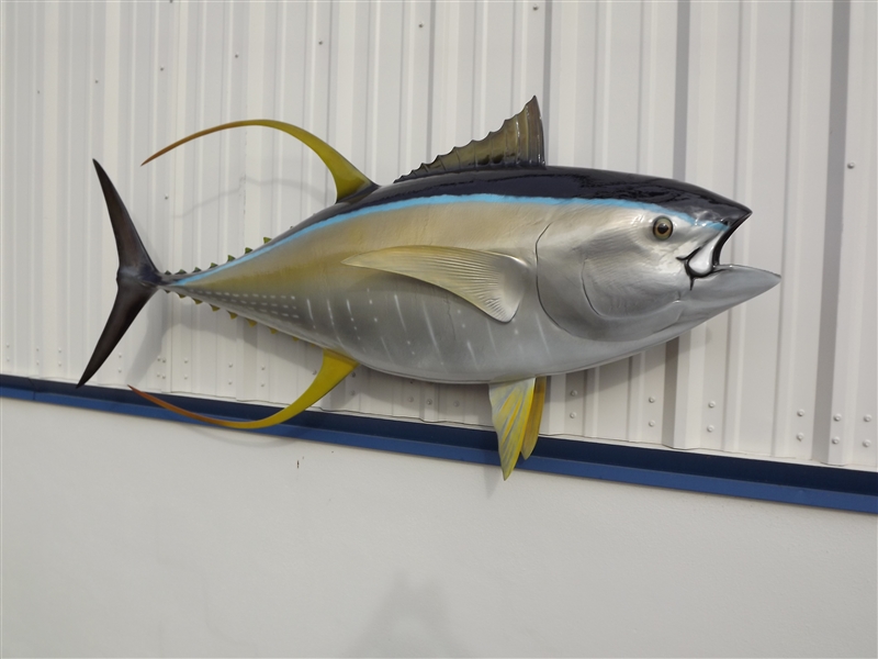 74 inch yellowfin tuna fish mount 74 inch yellowfin tuna fish replica