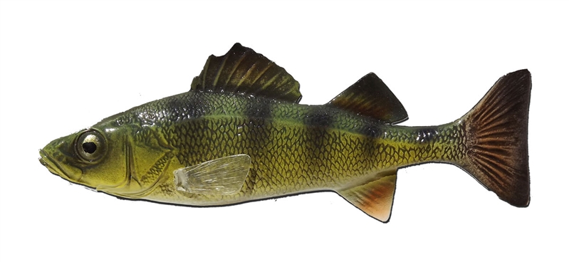 5 Inch Left Facing Yellow Perch Baitfish Mount Replica Reproduction