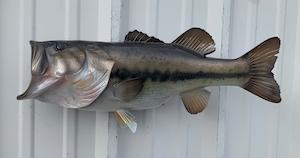 21" Largemouth Bass Full Mount Fish Replica Customer Proofs 22046 ...