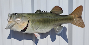 23" Largemouth Bass Full Mount Fish Replica Customer Proofs 22273 ...