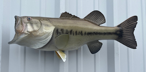 23" Largemouth Bass Full Mount Fish Replica Customer Proofs 22947 ...