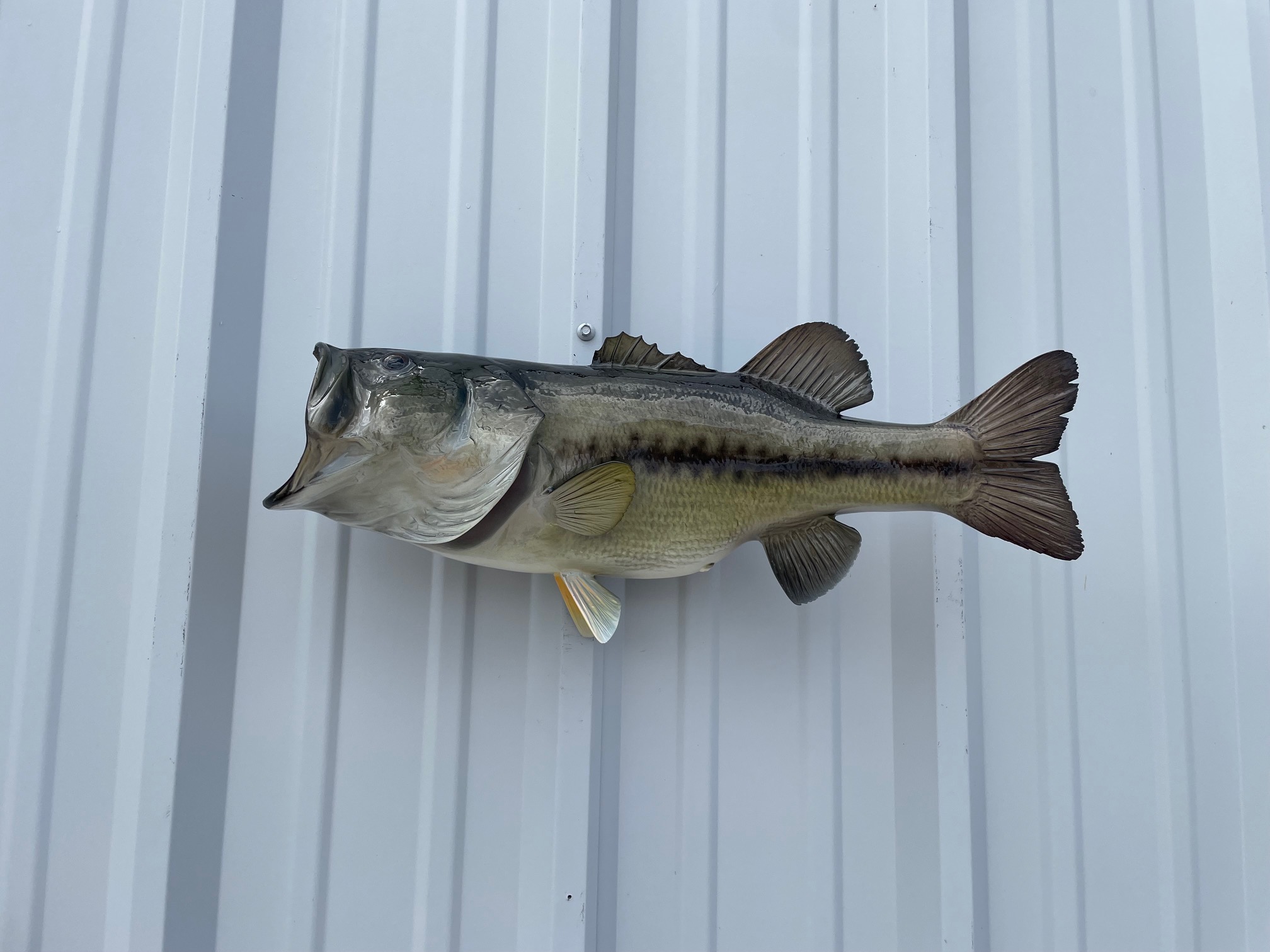 23" Largemouth Bass Full Mount Fish Replica Customer Proofs 22946 ...