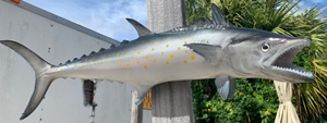 24 Inch Spanish Mackerel Fish Mount Production Proofs - Invoice #21423 ...