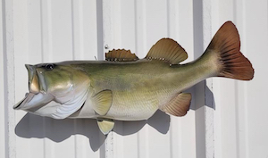 25" Largemouth Bass Full Mount Fish Replica Customer Proofs 22001 ...