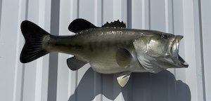25" Largemouth Bass Full Mount Fish Replica Customer Proofs 22501 ...