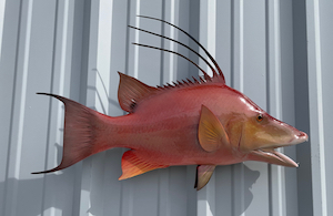26" Hog Snapper Full Mount Fish Replica Customer Proofs 22729 - Mount ...
