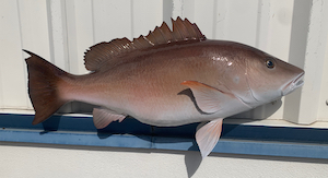 26" Mangrove Snapper Full Mount Fish Replica Customer Proofs 21881 ...