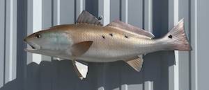 27" Redfish Full Mount Fish Replica Customer Proofs 22752 - Mount This ...