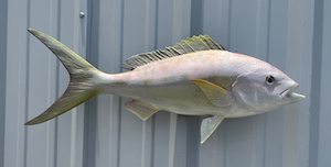 27" Yellowtail Snapper Full Mount Fish Replica Customer Proofs 22870 ...