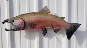 28" Coho Salmon Full Mount Fish Replica Customer Proofs 22094 - Mount ...