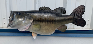 29" Largemouth Bass Full Mount Fish Replica Customer Proofs 21987 ...