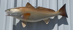32" Redfish and 28" Seatrout Full Mount Fish Replicas Customer Proofs ...