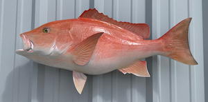 32" Yelloweye Red Snapper Full Mount Fish Replica Customer Proofs 22598 ...