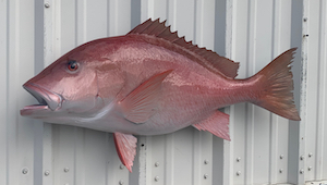 36" Red Snapper Full Mount Fish Replica Customer Proofs 21859 - Mount ...