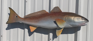 36" Redfish Full Mount Fish Replica Customer Proofs 21884 - Mount This ...