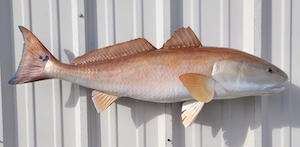 36" Redfish Full Mount Fish Replica Customer Proofs 22109 - Mount This ...