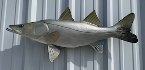 36" Snook Full Mount Fish Replica Customer Proofs 22385 - Mount This ...
