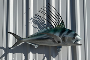 37" Roosterfish Full Mount Fish Replica Customer Proofs 22630 - Mount ...
