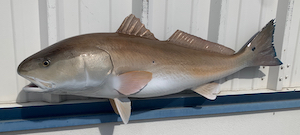 38" Redfish Full Mount Fish Replica Customer Proofs 22008 - Mount This ...
