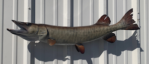 39" Muskie Full Mount Fish Replica Customer Proofs 21912 - Mount This ...