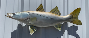 36" Snook Full Mount Fish Replica Customer Proofs 22634 - Mount This ...