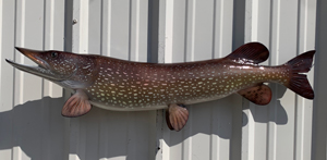 40 Inch Northern Pike Fish Mount Production Proofs - Invoice #21797 ...