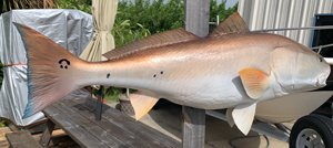 40 Inch Redfish Fish Mount Production Proofs - Invoice #21677 - Mount ...
