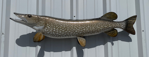 40" Northern Pike Full Mount Fish Replica Customer Proofs 22450 - Mount ...