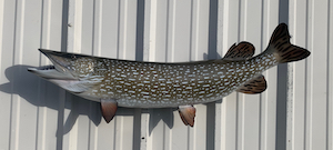 41" Northern Pike Full Mount Fish Replica Customer Proofs 21991 - Mount ...
