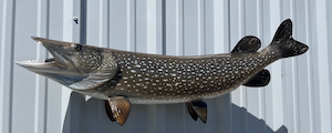 41" Northern Pike Full Mount Fish Replica Customer Proofs 22591 - Mount ...