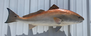 43" Redfish Full Mount Fish Replica Customer Proofs 22809 - Mount This ...