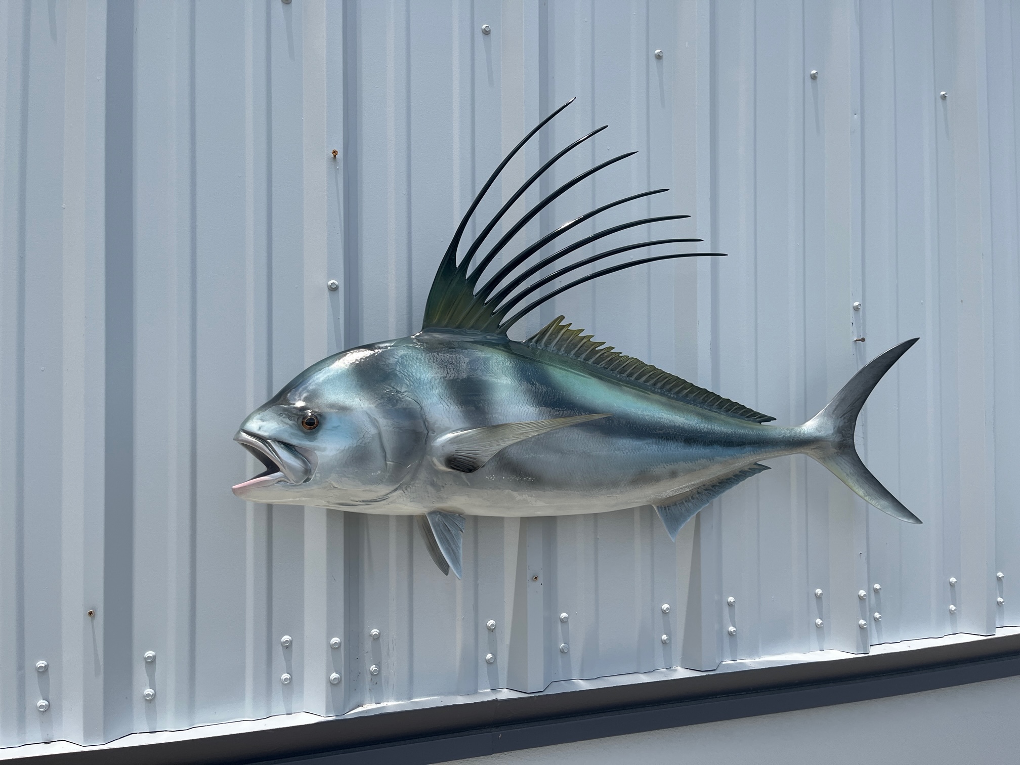 43" Roosterfish Full Mount Fish Replica Customer Proofs 22972 - Mount ...