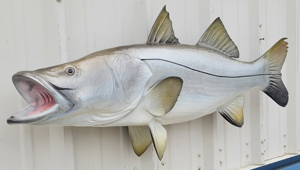 44 Inch Snook Fish Mount Production Proofs - Invoice #21643 - Mount ...