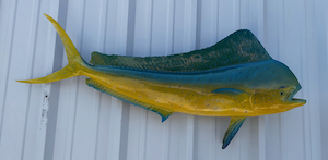 46" Bull Dolphin Full Mount Fish Replica Customer Proofs 22973 - Mount ...