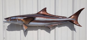 48" Cobia Full Mount Fish Replica Customer Proofs 22285 - Mount This ...