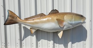 48" Redfish Full Mount Fish Replica Customer Proofs 21875 - Mount This ...