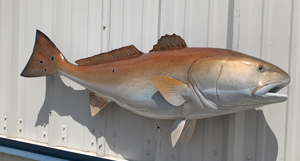 48 Inch Redfish Fish Mount Production Proofs - Invoice #21802 - Mount ...
