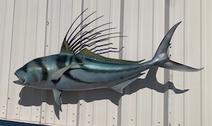 49" Roosterfish Full Mount Fish Replica Customer Proofs 21907 - Mount ...